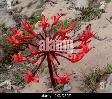 candelabra lily (Brunsvigia orientalis) Plantae Stock Photo - Alamy