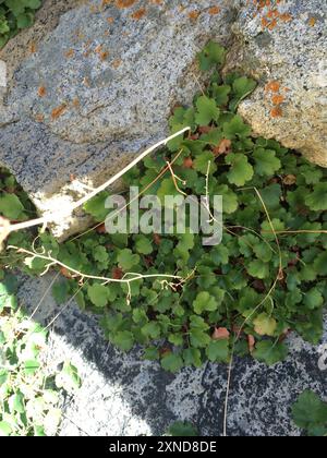 pink alumroot (Heuchera rubescens) Plantae Stock Photo - Alamy