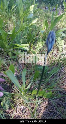 small camas (Camassia quamash) Plantae Stock Photo - Alamy
