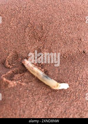 Atlantic Jackknife (Ensis leei) Mollusca Stock Photo - Alamy