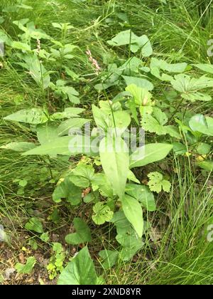 low smartweed (Persicaria longiseta) Plantae Stock Photo - Alamy