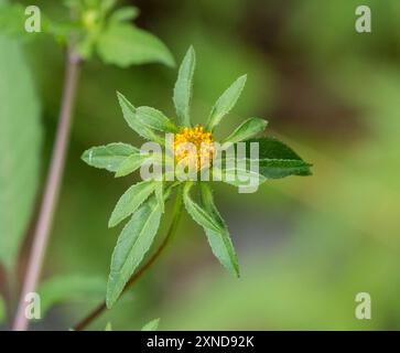Devil's Beggarticks (Bidens frondosa) Plantae Stock Photo - Alamy