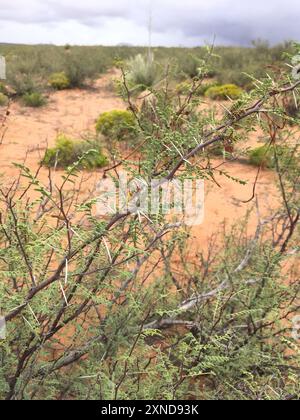 whitethorn acacia (Vachellia constricta) Plantae Stock Photo - Alamy