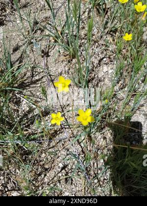 Blazingstars (Mentzelia) Plantae Stock Photo - Alamy