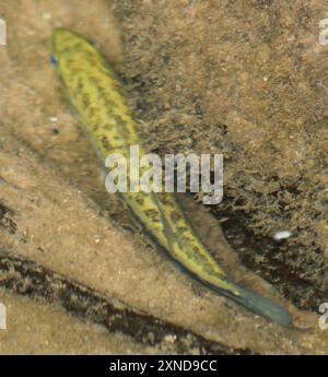 Largemouth Bass (Micropterus nigricans) Actinopterygii Stock Photo - Alamy