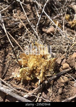 (Selenia dissecta) Plantae Stock Photo - Alamy