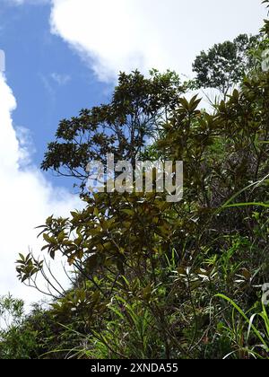 (Astronia ferruginea) Plantae Stock Photo - Alamy