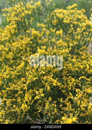 sticky snakeweed (Gutierrezia microcephala) Plantae Stock Photo - Alamy