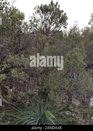 Parry pinyon (Pinus quadrifolia) Plantae Stock Photo - Alamy