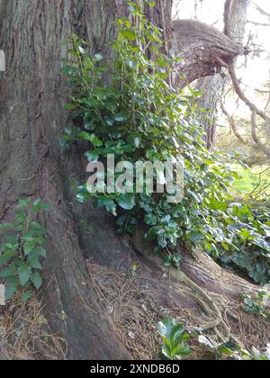 Taupata (Coprosma repens) Plantae Stock Photo - Alamy