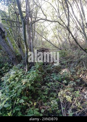 Woodrats (Neotoma) Mammalia Stock Photo - Alamy