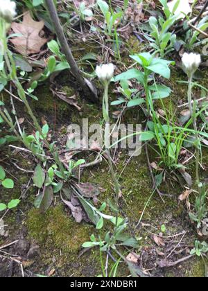 Parlin's Pussytoes (Antennaria parlinii) Plantae Stock Photo - Alamy