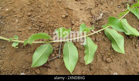 Kirkia (Kirkia acuminata) Plantae Stock Photo - Alamy