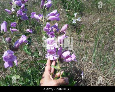 cobaea beardtongue (Penstemon cobaea) Plantae Stock Photo - Alamy