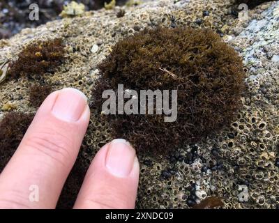 Scouring-pad alga (Endocladia muricata) Plantae Stock Photo - Alamy