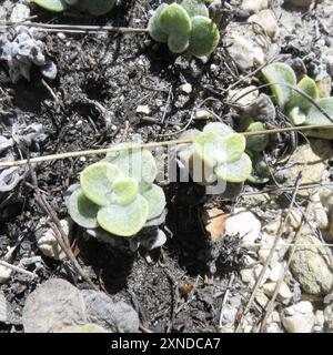 Roundleaf Everlasting (Helichrysum rotundifolium) Plantae Stock Photo ...