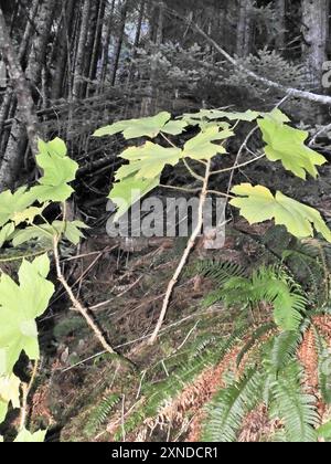 Devil's Club (Oplopanax horridus) Plantae Stock Photo - Alamy