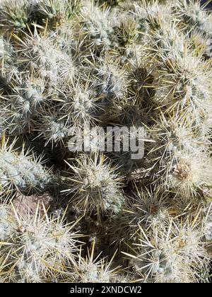 Silver Cholla (Cylindropuntia echinocarpa) Plantae Stock Photo - Alamy