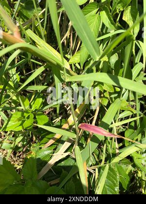 Para Grass (Urochloa mutica) Plantae Stock Photo - Alamy