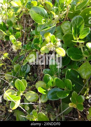 Taupata (Coprosma repens) Plantae Stock Photo - Alamy