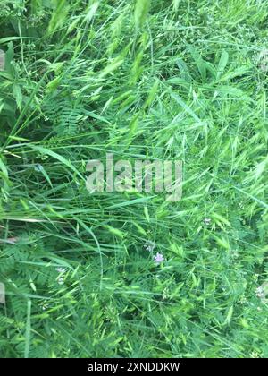 Meadow Brome (Bromus commutatus) Plantae Stock Photo - Alamy