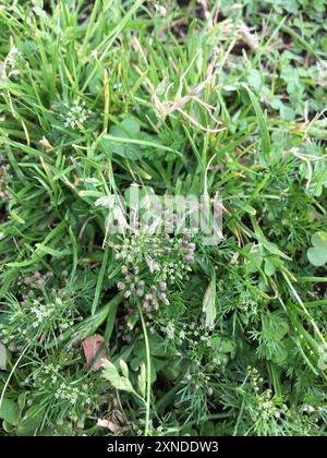 Marsh parsley (Cyclospermum leptophyllum) Plantae Stock Photo - Alamy