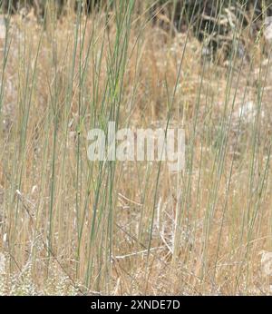 blue wild rye (Elymus glaucus) Plantae Stock Photo - Alamy