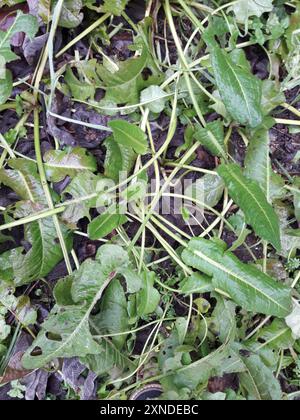 Clustered Dock (Rumex conglomeratus) Plantae Stock Photo - Alamy