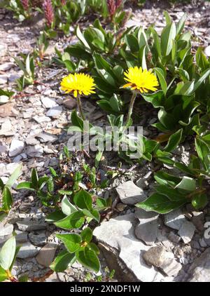 Alpine Yellow Fleabane (Erigeron aureus) Plantae Stock Photo - Alamy