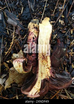 Pine Spikes (Chroogomphus vinicolor) Fungi Stock Photo - Alamy