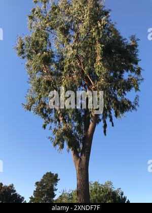 Red Ironbark (Eucalyptus sideroxylon) Plantae Stock Photo - Alamy
