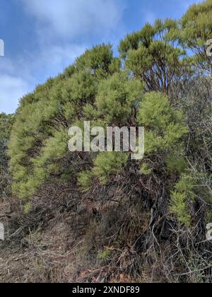 Redshanks (Adenostoma sparsifolium) Plantae Stock Photo - Alamy