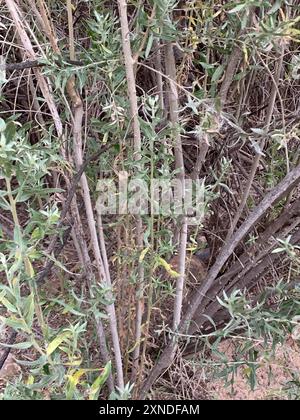 arrowweed (Pluchea sericea) Plantae Stock Photo - Alamy
