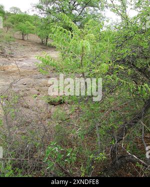 Kirkia (Kirkia acuminata Stock Photo - Alamy