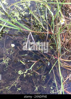 Water-crowfoots (Batrachium) Plantae Stock Photo - Alamy