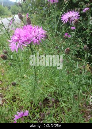 spotted knapweed (Centaurea stoebe) Plantae Stock Photo - Alamy