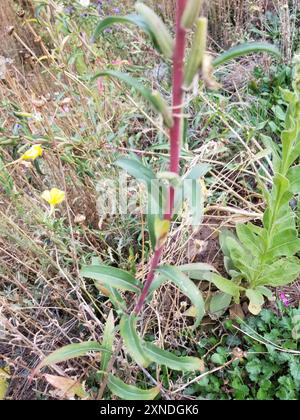 tall evening primrose (Oenothera elata) Plantae Stock Photo - Alamy