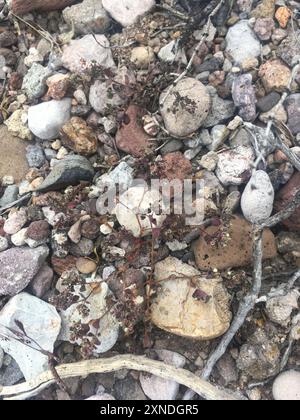 Yuma Sandmat (Euphorbia setiloba) Plantae Stock Photo - Alamy