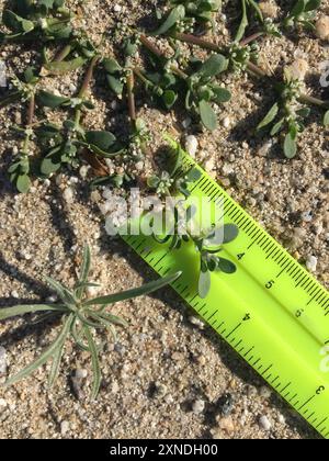 Frost Mat (Achyronychia cooperi), Plantae, Borrego Springs Rd, Borrego ...