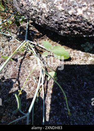 Indurate Sorrel (Rumex induratus) Plantae Stock Photo - Alamy