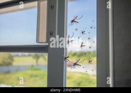 Many mosquitoes flying in to the house while insect net was opened ...