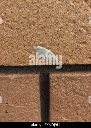 Native cranberry moth (Poecilasthena pulchraria), Insecta, Hobart TAS ...