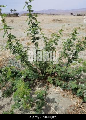 Sweet acacia (Vachellia farnesiana), Plantae, Jardines de San Rafael ...