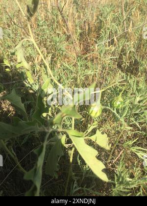 western horsenettle (Solanum dimidiatum) Plantae Stock Photo - Alamy