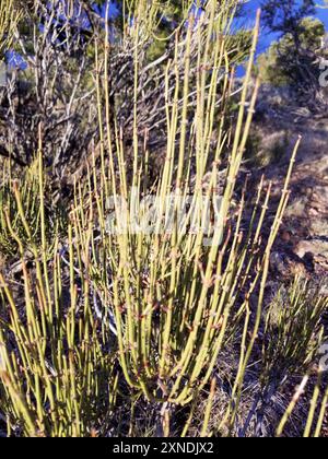 rough jointfir (Ephedra aspera) Plantae Stock Photo - Alamy