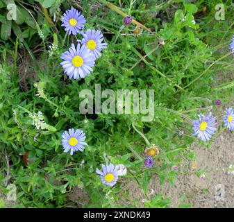 Soft Felicia (Felicia amoena) Plantae Stock Photo - Alamy