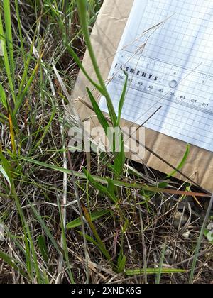 Barbara's-buttons (Marshallia caespitosa) Plantae Stock Photo - Alamy