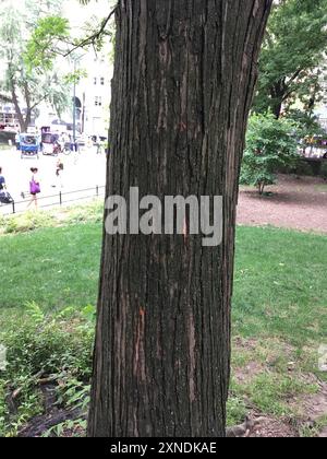 walnut family (Juglandaceae) Plantae Stock Photo - Alamy