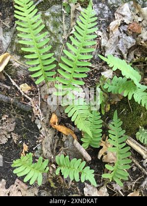 rock polypody (Polypodium virginianum) Plantae Stock Photo - Alamy