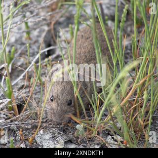 Meadow Voles (Microtus) Mammalia Stock Photo - Alamy